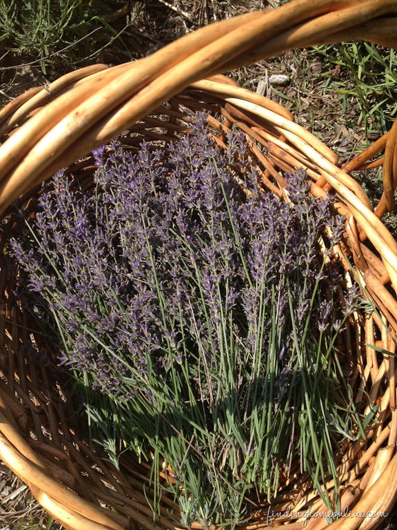 Life & Lavender